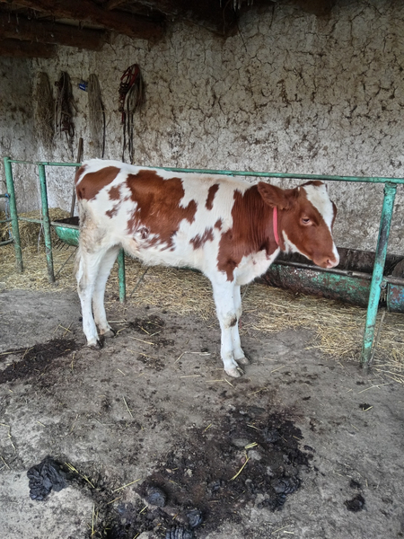 Zotdor g\\\'unajin sotiladi