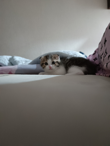 Продается котенок