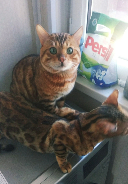 Вязка бенгальского кота