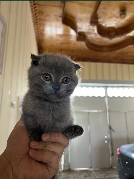 Скотиш фолд + британ