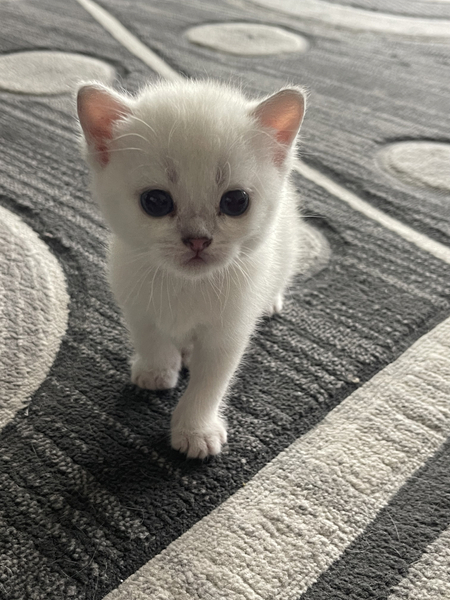 Котята скоттиш страйт/ фолд