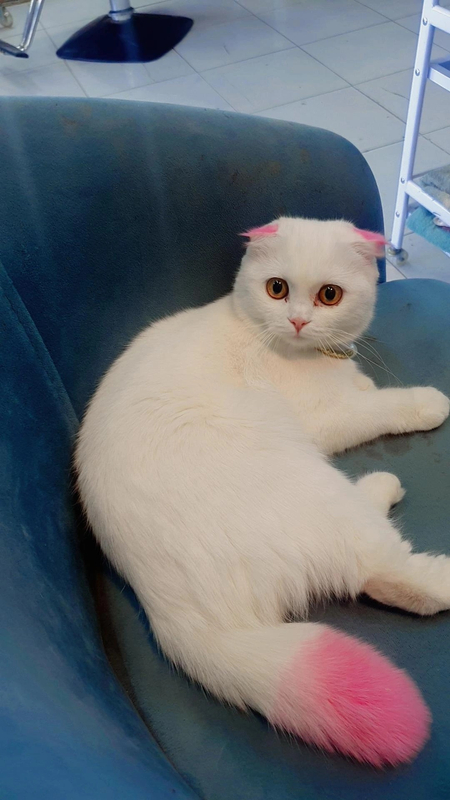 Продаётся вислоухая кошка