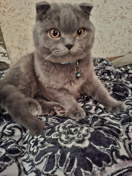 Scottish fold mushukchalar