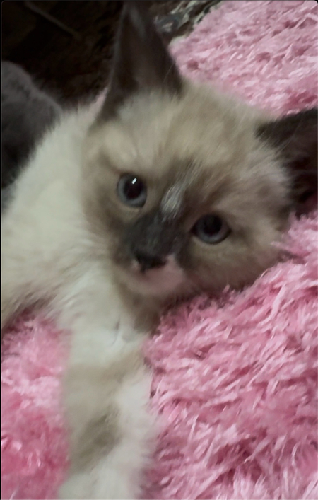 Котята Сиамские