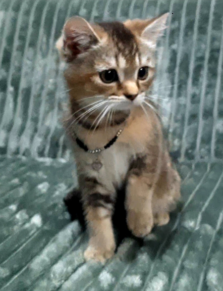 Котёнок не дорого скоттиш фолд в хорошие руки