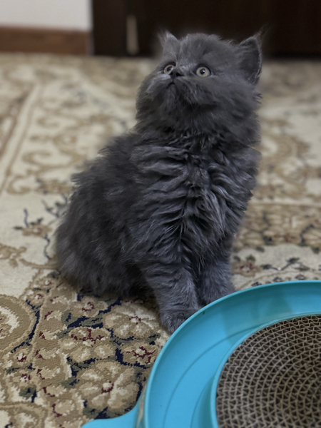 Прадается кошка