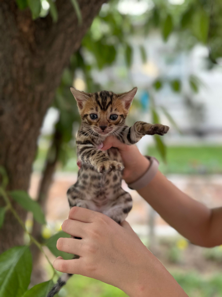 Бенгальские котята