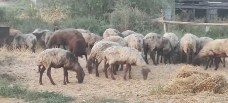 Arabi zotli Qorako'l qo'ylari Sotiladi