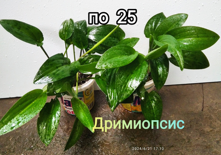 Комнатные цветы.
