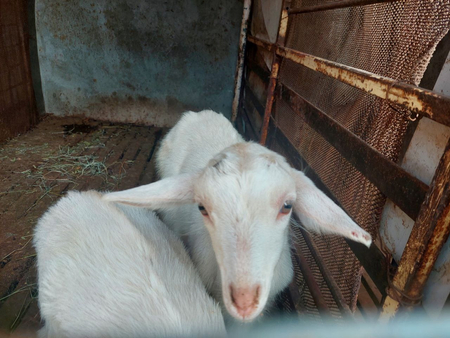 Sutdor Echki bolalari sotiladi 2 ta takacha va 1 ta urgochi