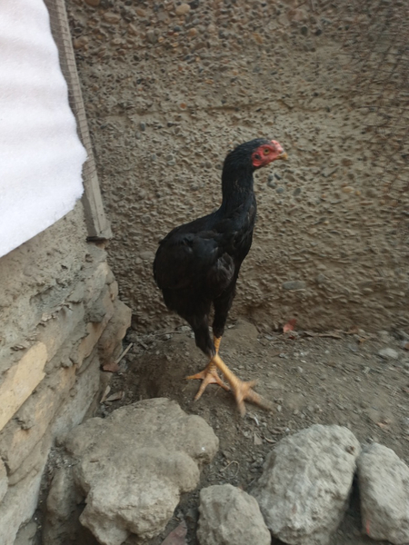 Kulangi xo'roz urishadigan