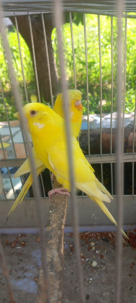 Valnestiy papugay chubatila