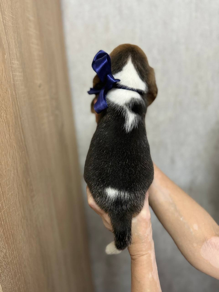 Шикарные щенки бигля