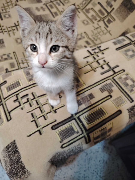 Продаётся очень красивый котёнок