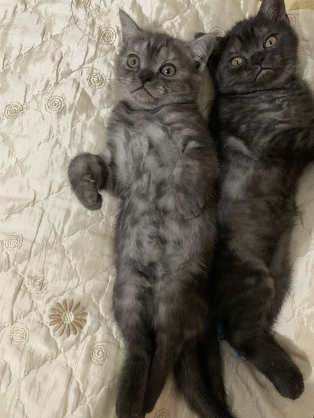 СРОЧНО британские котята