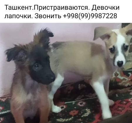 Бесплатно щенки 2,5 месяца. Разные. В добрую семью