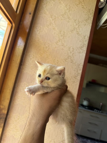 Котята. Котенок. Кошка.
