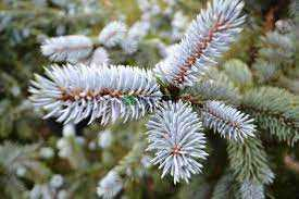 Голубая ель - Picea pungens