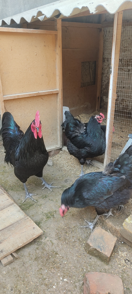 Austrolorp tuxumlari sotiladi