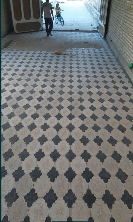 Сифатли бурсчатки