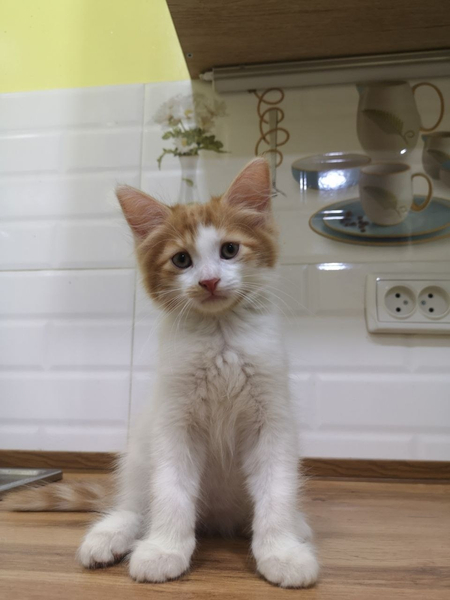 Замечательные котята. Даром