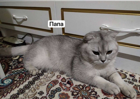 Вислуухие котята скотиш фолд