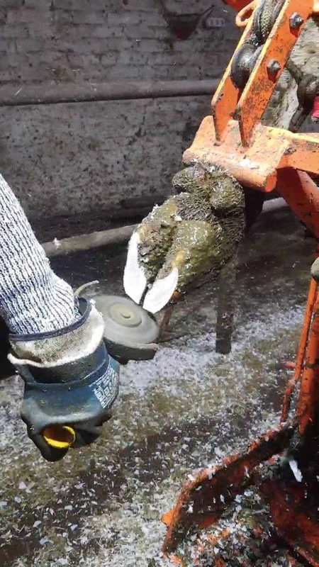 Обрезка и лечение копыт КРС
