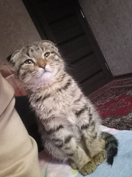 Весоухий мальчик