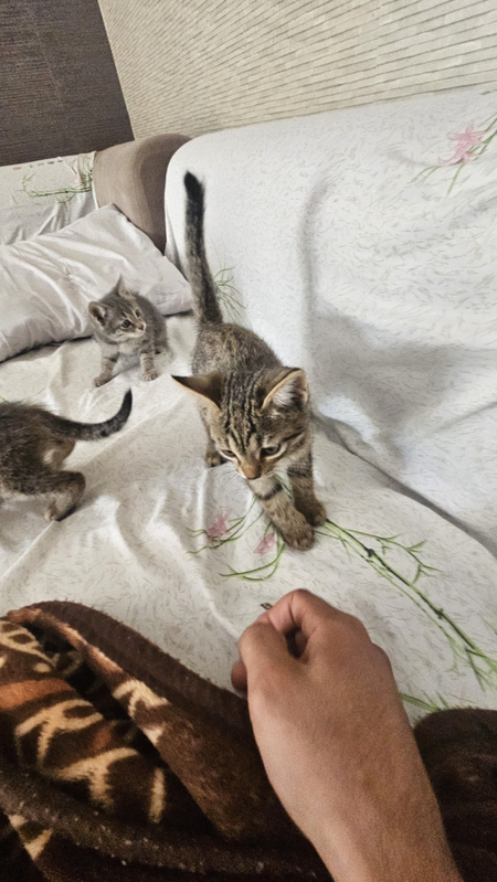 Котёноки одам в хорошие руки даром