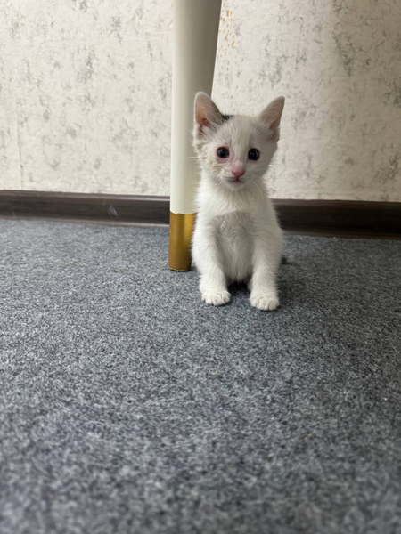 Котята в хорошие руки