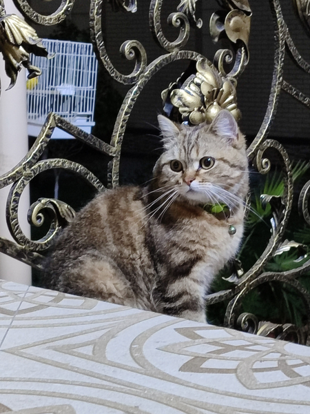 Shinshila, 10oylik