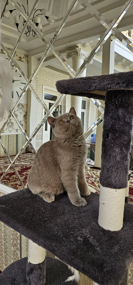 Скотш страйт, 5 ойлик, киз бола, тоза кон.
