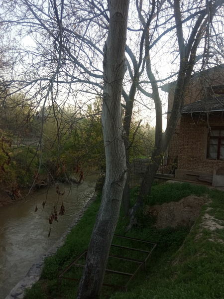 3та Енгок дарахти 25 йиллиk