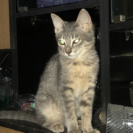 Котята в хорошие руки