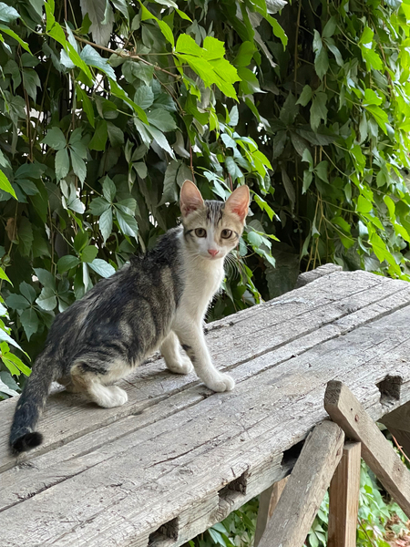 Котята! Отдам котят