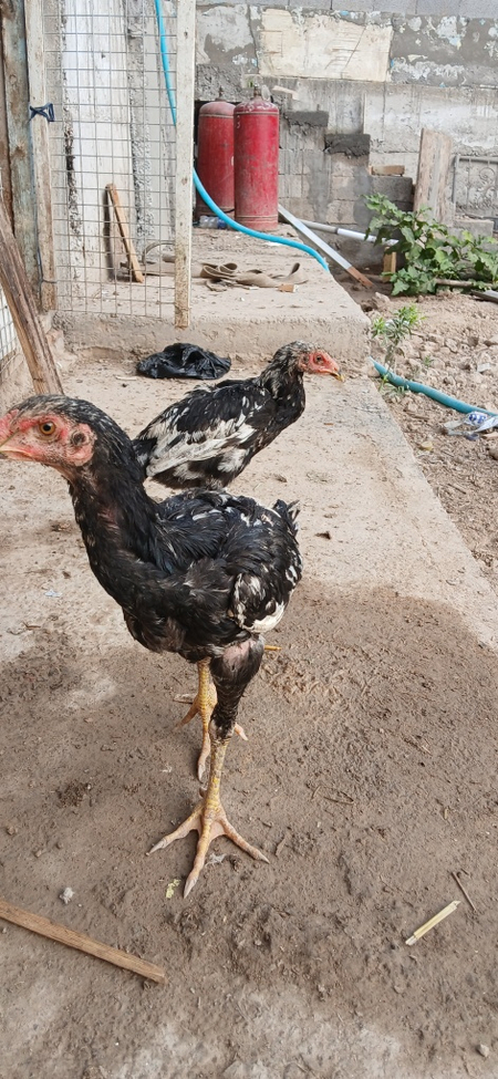 Dakang jo\\\'jalar sotiladi