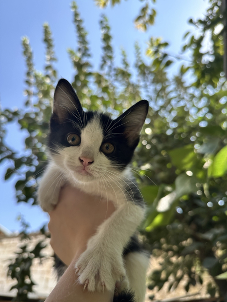 В добрые руки котята
