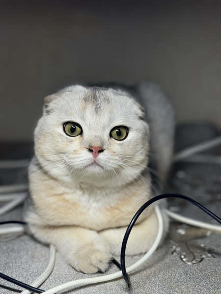 Вязка кота