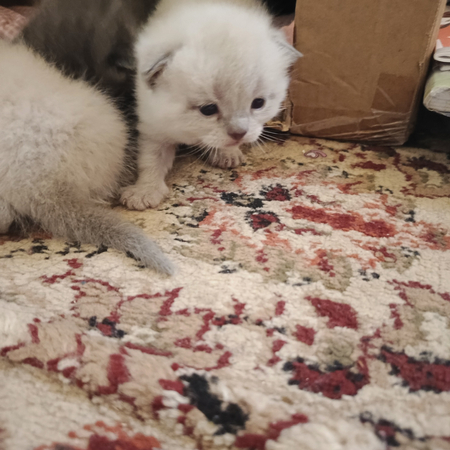 Продаётся котёнок