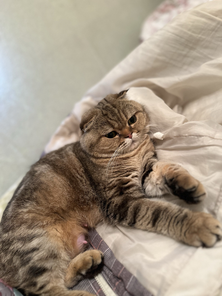 Скоттиш фолд