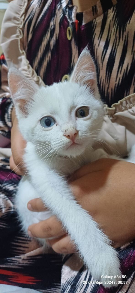 Mushuk sotiladi Продается котенок