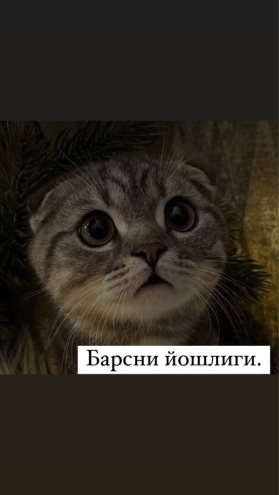 Вязка Фаргона (Сотилмайди)
