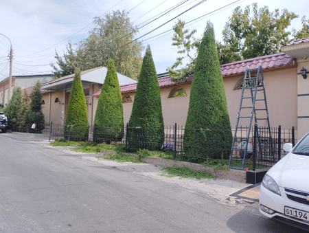 Archa qirqamiz arzon sifatliy ishimizga javob beramiz.