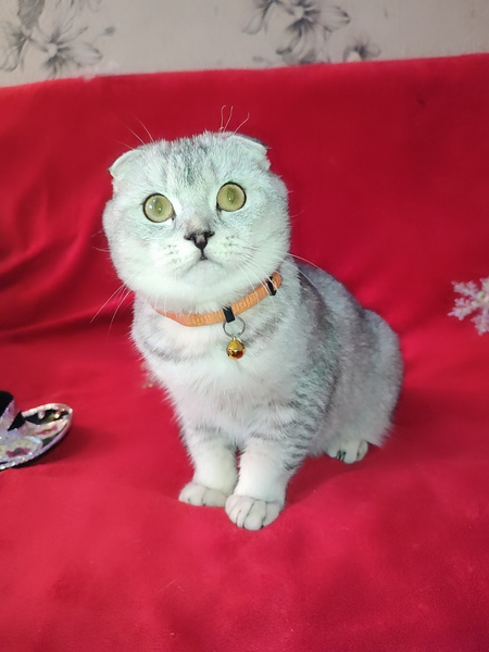 Вязка Шикарные коты Шиншиллы