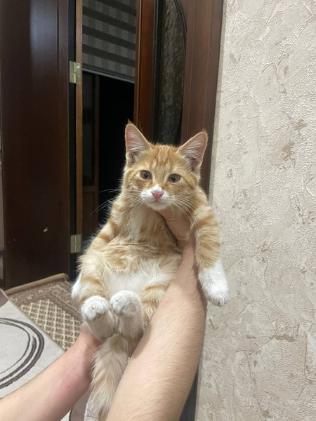 Продаётся     кот