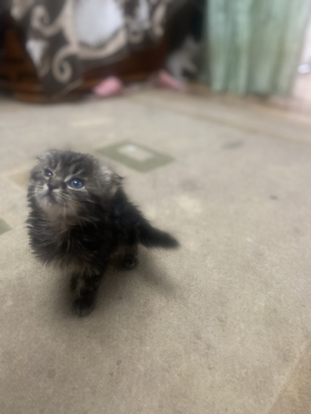 Котенок фолд