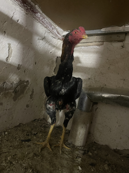 Shamo juja 11 oylik baqvat 5 kiloga yaqin