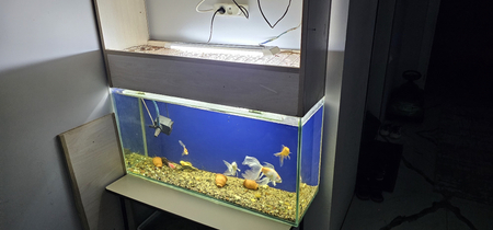 Akvarium baliqlari bilan sotiladi. акварум сотилади балик,лари билан