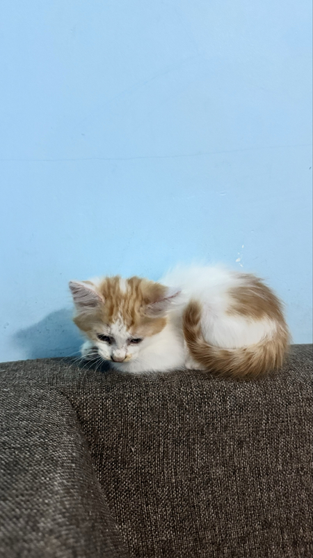 Домашние котятки отдаю даром