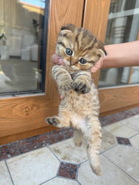 Котята британские шиншилла